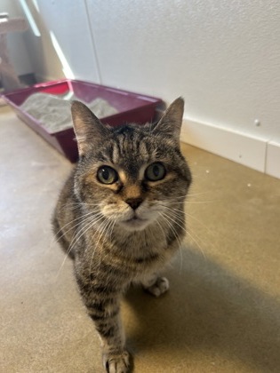 North Bay Humane Society » Cats