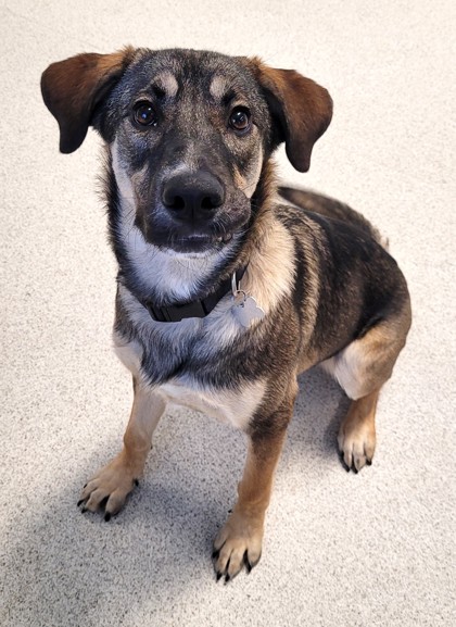 North Bay Humane Society » Dogs