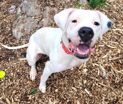 North Bay Humane Society » Dogs