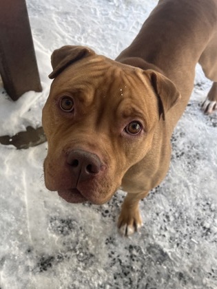 North Bay Humane Society » Dogs