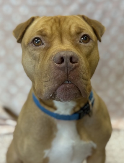 North Bay Humane Society » Dogs