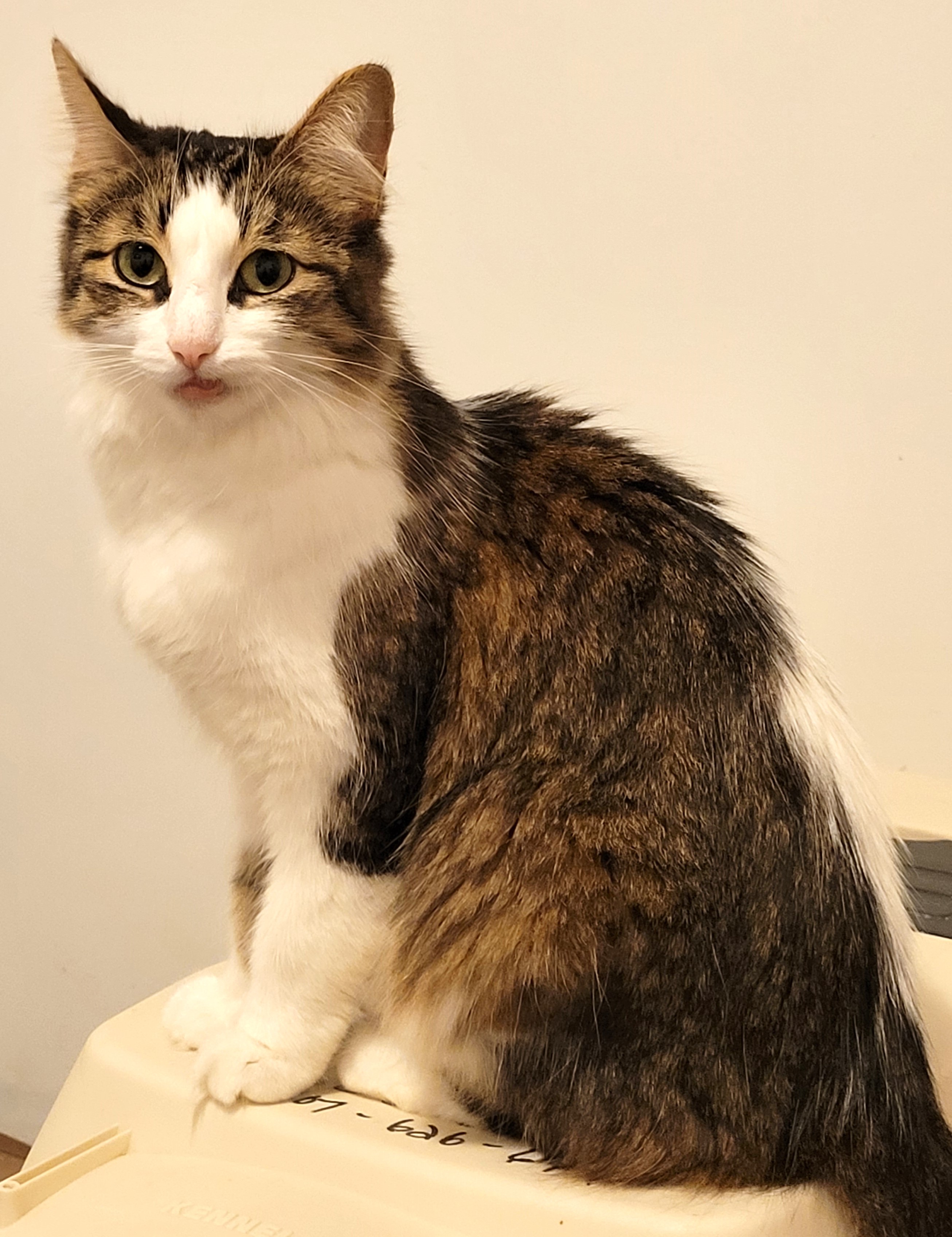 North Bay Humane Society » Cats