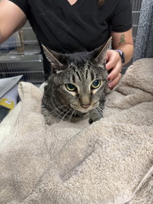 Cats - Halifax Humane Society