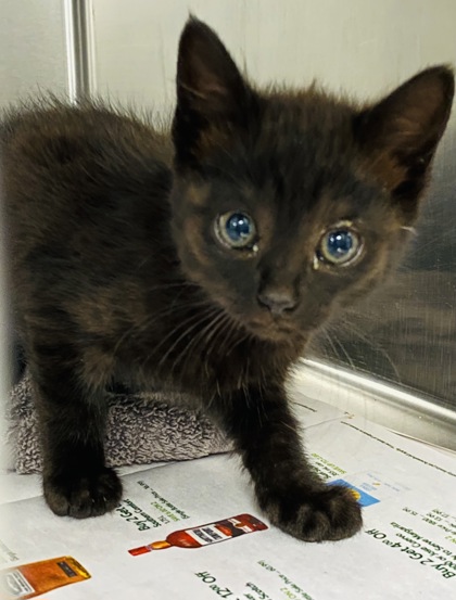 Cats - Halifax Humane Society