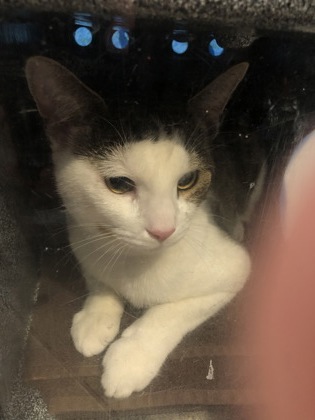 Cats - Halifax Humane Society