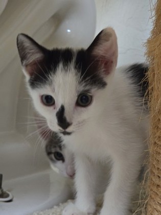 Girl Boss - Halifax Humane Society