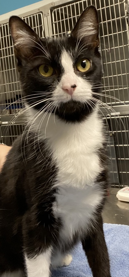 Cats - Halifax Humane Society