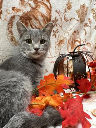 Cats - Lakeland Animal Shelter