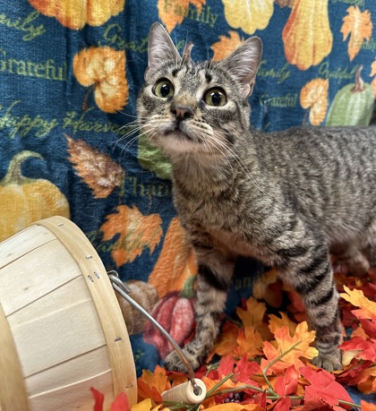 Cats - Lakeland Animal Shelter
