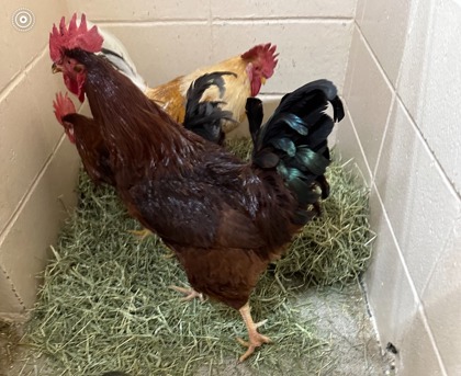 Other Animals - Lakeland Animal Shelter