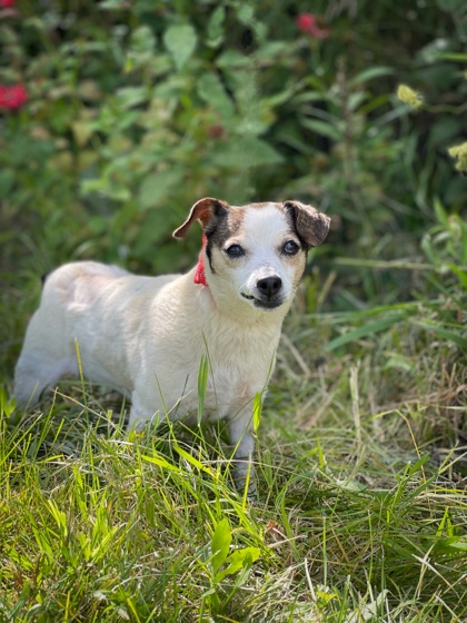 Dogs - Lakeland Animal Shelter
