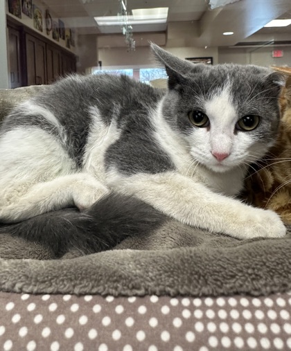 Cats - Lakeland Animal Shelter