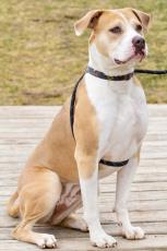 Dogs - Lakeland Animal Shelter