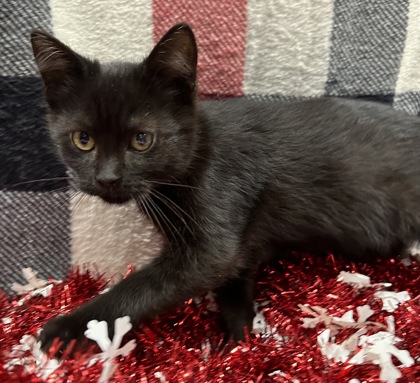 Cats - Lakeland Animal Shelter