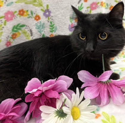 Cats - Lakeland Animal Shelter