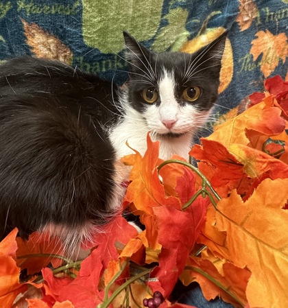 Cats - Lakeland Animal Shelter