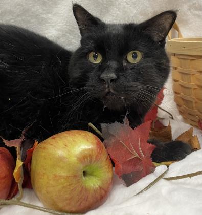 Cats - Lakeland Animal Shelter