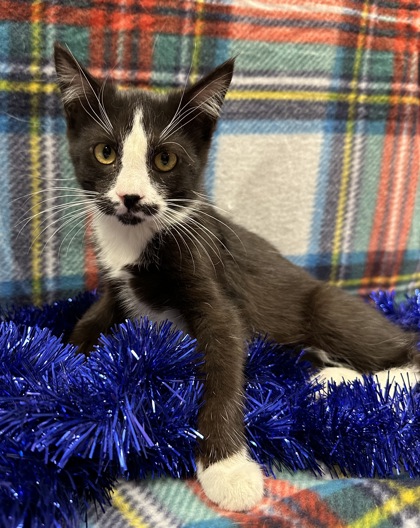 Cats - Lakeland Animal Shelter