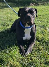 Dogs - Lakeland Animal Shelter