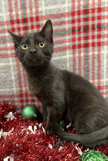 Cats - Lakeland Animal Shelter