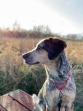 Dogs - Lakeland Animal Shelter