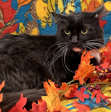 Cats - Lakeland Animal Shelter