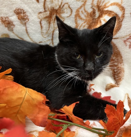 Cats - Lakeland Animal Shelter