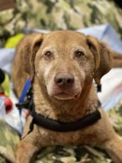 Dogs - Lakeland Animal Shelter