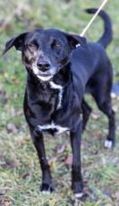 Dogs - Lakeland Animal Shelter