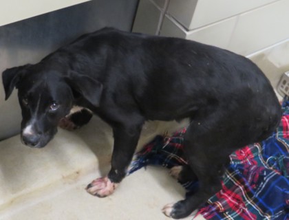 24Petconnect: Lost, Found, and Adoptable Animals