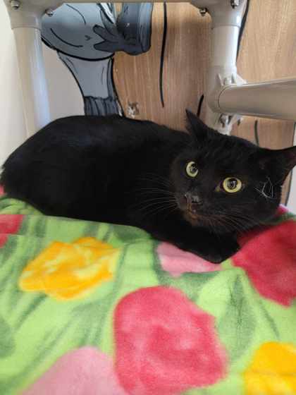24Petconnect: Lost, Found, and Adoptable Animals