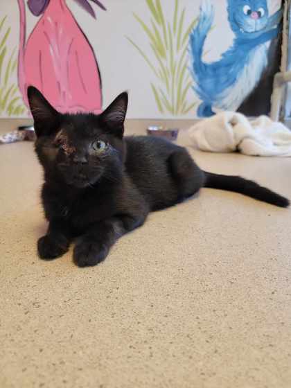 24Petconnect: Lost, Found, and Adoptable Animals