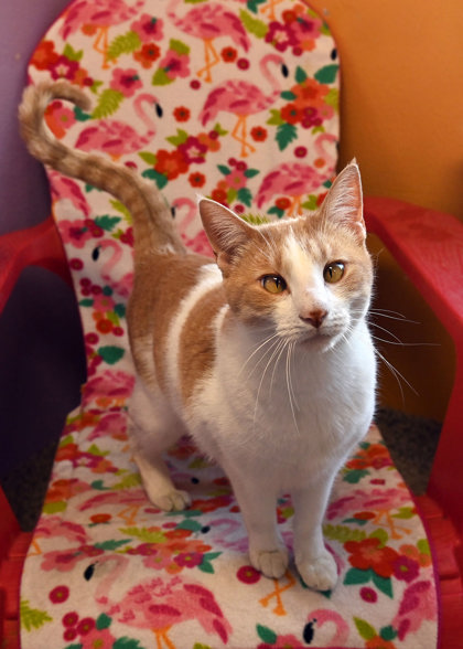 24Petconnect: Lost, Found, and Adoptable Animals