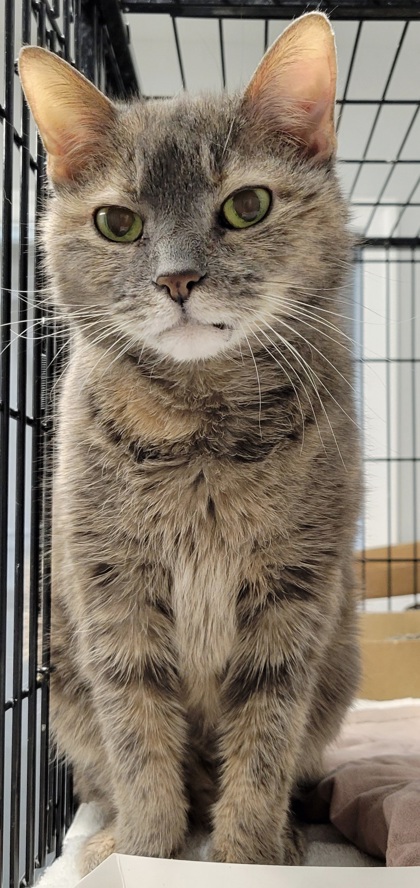 Adoptable Cats - Voorhees Animal Orphanage