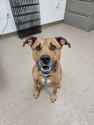 Dog Listings | Calgary Humane Society