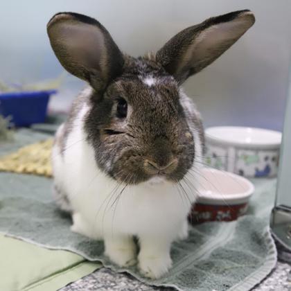 Rabbit Listings | Calgary Humane Society