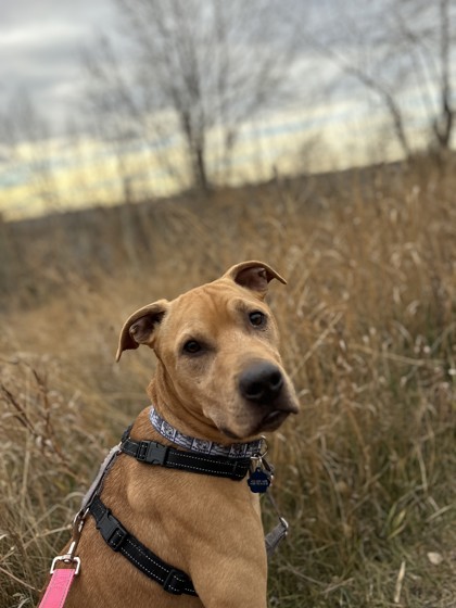 Dog Listings | Calgary Humane Society