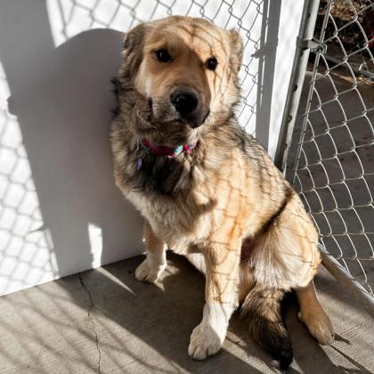 Dog Listings | Calgary Humane Society