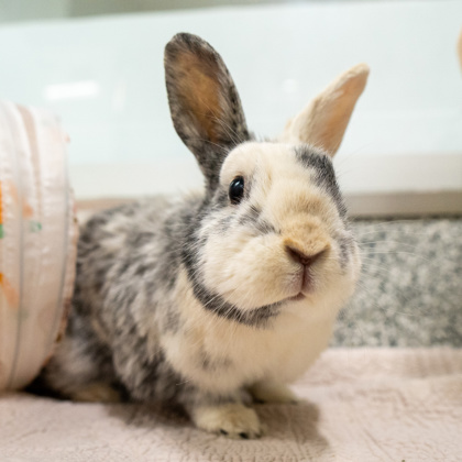Rabbit Listings | Calgary Humane Society