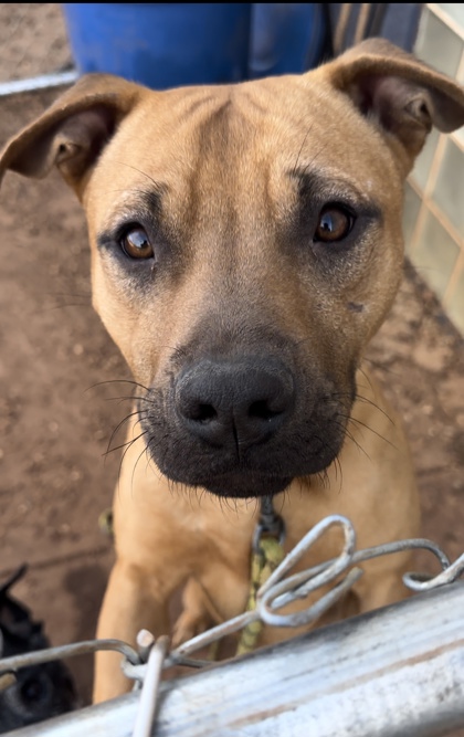 24Petconnect: Lost, Found, and Adoptable Animals