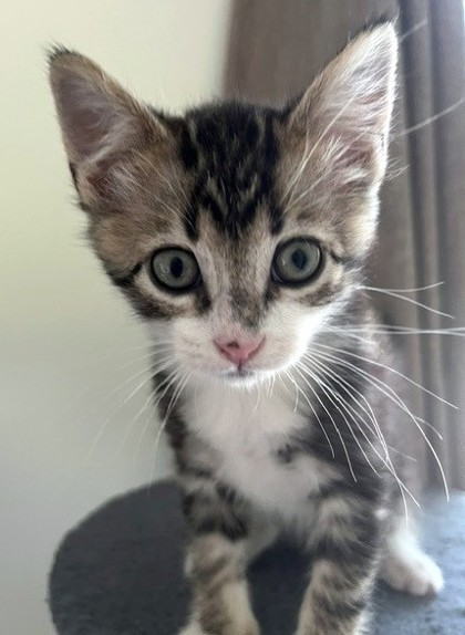 Chachi - Bucks County SPCA