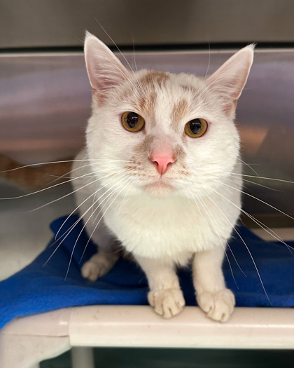 Adoptable Cats - Humane Fort Wayne