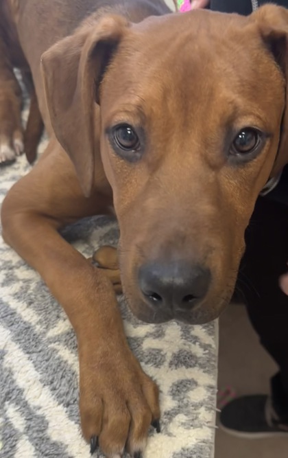 Dogs – Humane Society of Genesee County