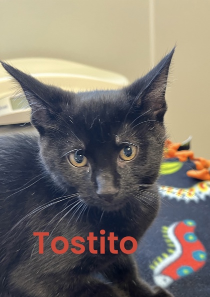 Cats – Humane Society of Genesee County