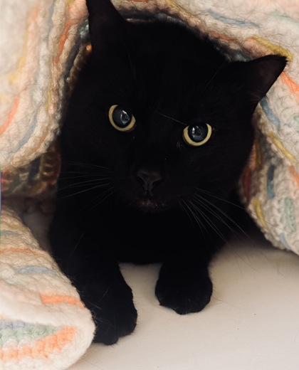 Cats – Humane Society of Genesee County