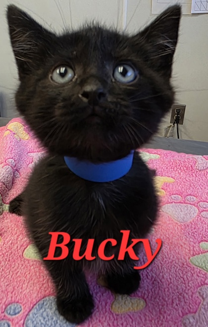 Cats – Humane Society of Genesee County