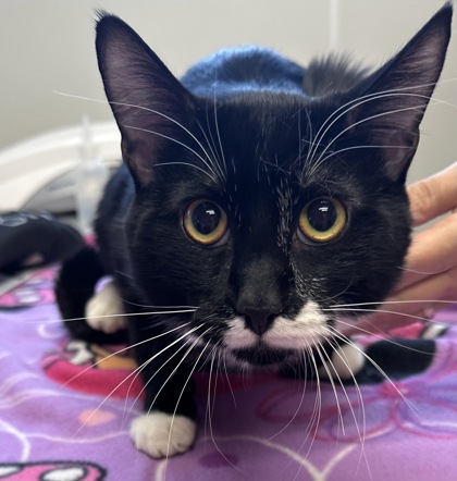 Cats – Humane Society of Genesee County