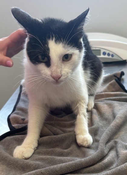 Cats – Humane Society of Genesee County