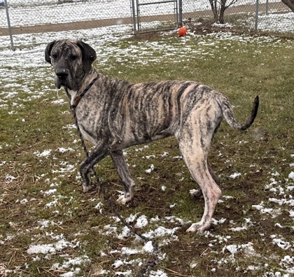 Dogs – Humane Society of Genesee County