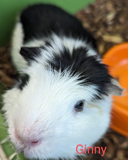Other Animals – Humane Society of Genesee County